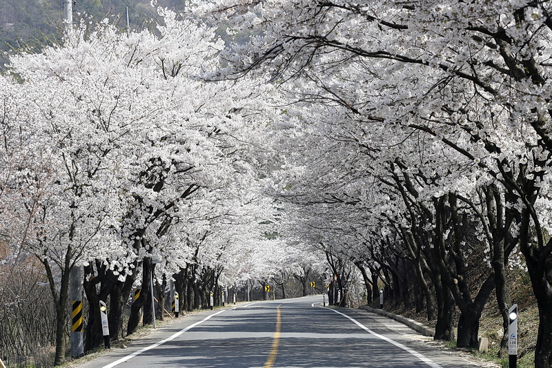 La KTO selecciona 6 lugares recomendados para disfrutar de las flores ...